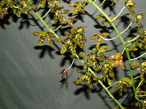 Grammatophyllum Scriptum Orchidaceae