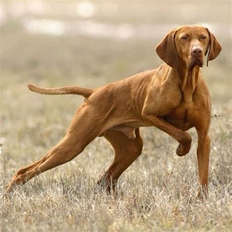 Vizsla Vizsla Dogs Vizsla Hunting Dogs
