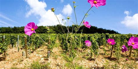 Le Prof En Liberté 40 Le Vin Bio Est Il Meilleur