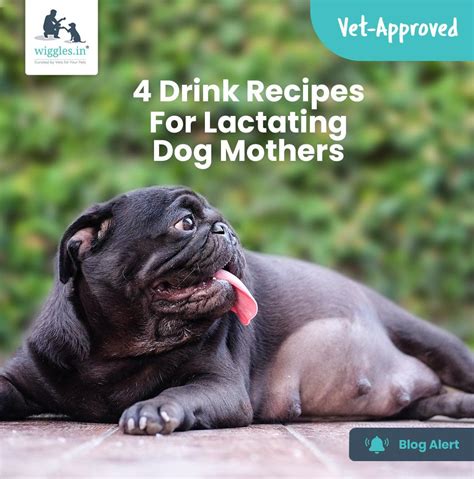 4‌ ‌drink‌ ‌recipes‌ ‌for‌ ‌lactating‌ ‌dog‌ ‌mothers‌