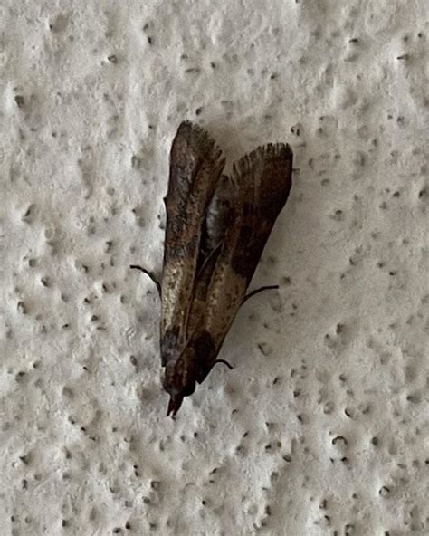 What Is This Theyre All Over The House R Whatisthisbug