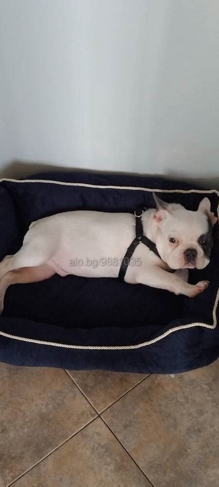 Френски булдог Булдог 4 месеца Мъжко Бял Чистокръвно Кучета продава