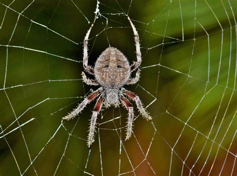 Fear Of Spiders 10 Reasons Why You Might Hate Spiders Awaken The Change