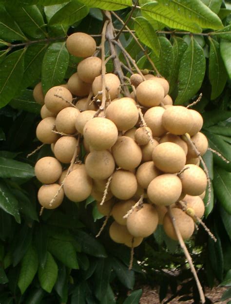 Longan Recipes Wiki Fandom Powered By Wikia