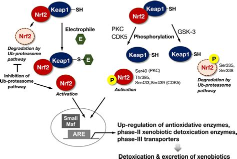Phytochemicals To Regulate Oxidative And Electrophilic Stress Through