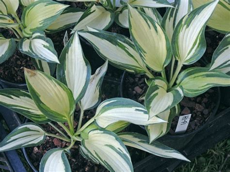 Hi Fi Hosta 3 Inch Container New For 2024 Nh Hostas