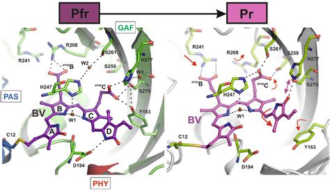 Fig S8 Structural Models Of The Pfr And Pr State Left Schematic