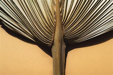 베이지 색 배경 세부 클로즈업에 마른 손바닥 잎 매크로 텍스처 복사 공간 천연 보헤미안 인테리어 장식 건조한에 대한 스톡 사진
