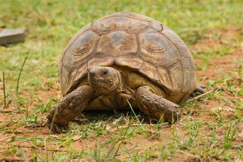African Spurred Tortoise Lifespan Diet Care And Life Stages Hepper
