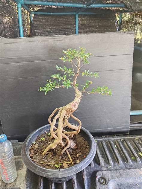 บอนไซไทยแลนด์ Bonsai Thailand บ๊วย น้ ำ ราก โหย่ง ใหญ่ ๆ 1100รวมส่ง