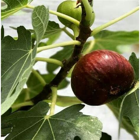 Jual Bibit Tinbibit Buah Tin Jenis Texas Everbearing Jenis Buah Tin