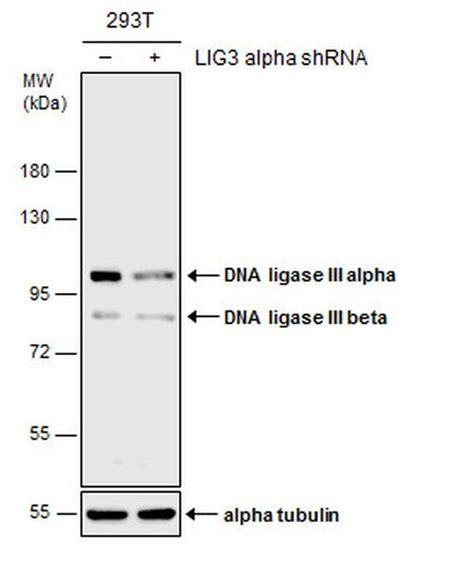 Dna Ligase Iii Polyclonal Antibody Invitrogen™ 100 μl Unconjugated