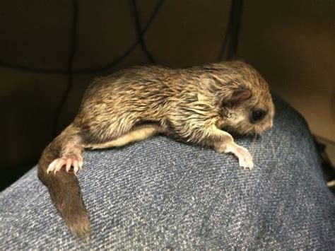 【画像】道で謎の生き物を拾ったので育ててみた結果・・・ ポッカキットポッカキット