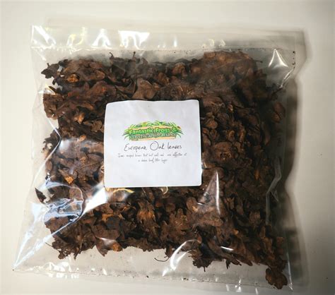 European Oak Fantastic Frogs