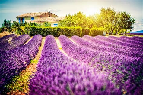 Картинки лаванда и море 68 фото