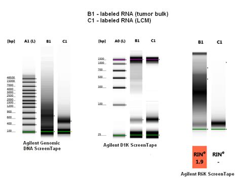 Can Anyone Explain Problems With Low Input Quick Amp Labeling In An Agilent Expression