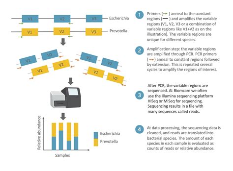 Amplicon Metagenomic Sequencing 16s Its See Products Here Amplicon Metagenomic Sequencing 16s Its See Products Here