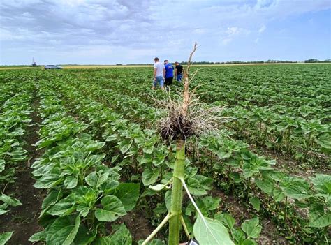 Соняшник під Діафанами Херсонщина Агровіо Україна