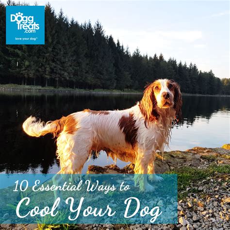 How Can I Keep My Dog Cool In Hot Weather At Night
