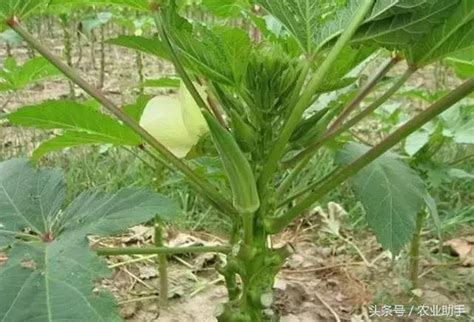 秋葵全套栽培技術收藏版 每日頭條