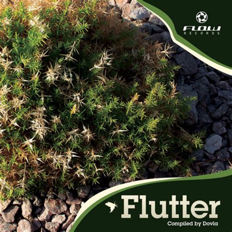 Flutter Va Flow Records Flow Records