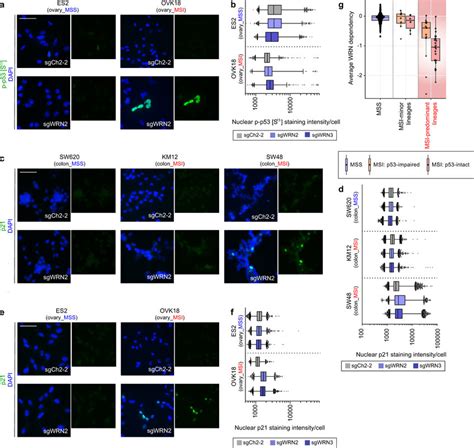 Wrn Depletion Activates A P53 Response In Msi Cells A Phosphorylated