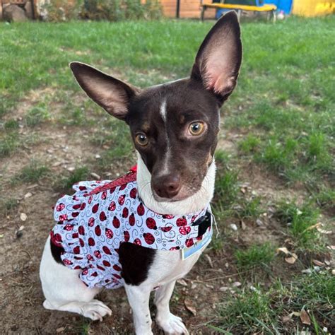 Matching Lucky Ladybug Leash Free Shipping Etsy