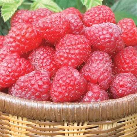 Buy Mammoth Red Raspberry At Spring Hill Nursery