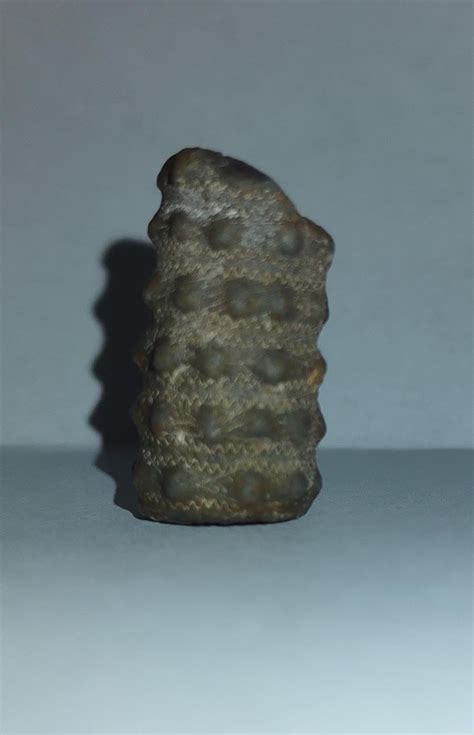 Found In Fossil Mystery Variety Bag We Think Its A Crinoid But The