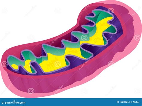 Mitochondrion Stock Illustration Illustration Of Cross 19282261