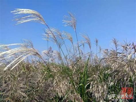 中国传统色彩草白色初探 知乎