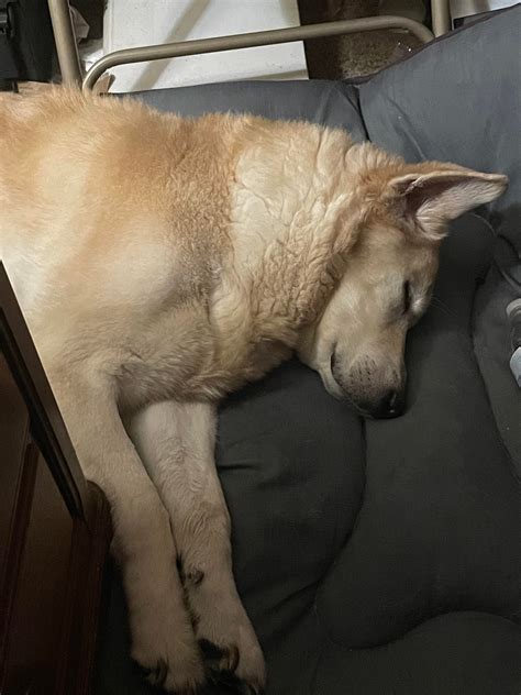 Judge My Floof Rfloof