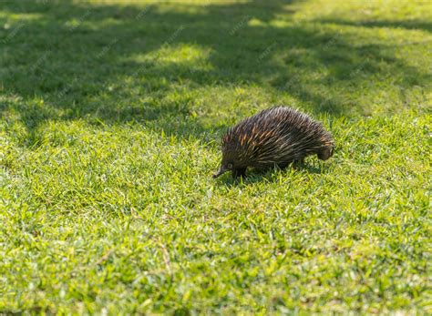 Premium Photo Echidna Tachyglossus Aculeatus Walking On Green Grass