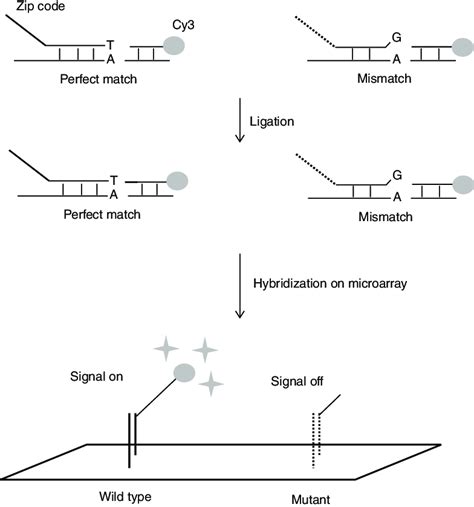 3 Schematic Representation Of Snp Genotyping By Ligation Based Zip Code