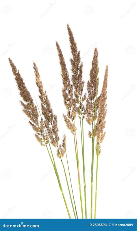 Decorative Grass Isolated Stock Image Image Of Grass 250559317