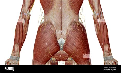 The Lumbosacral Plexus Is A Network Of Nerve Fibers Derived From The