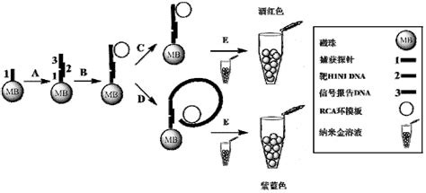 Rolling Circle Amplification Based Colorimetric Assay Method For Target Nucleic Acids Or