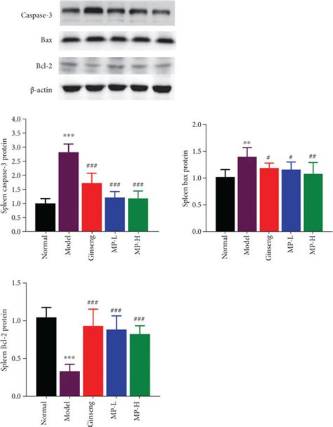Protein Expression Of Caspase 3 Bax And The Bcl 2 In The Spleen