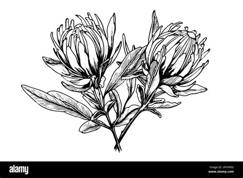 Elegant Protea Flower Hand Drawn Ink Sketch Engraving Style Vector