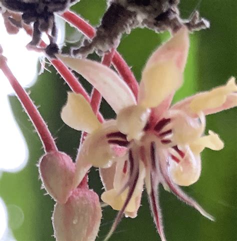 Neurogenics Cognitive Health Cacao Science
