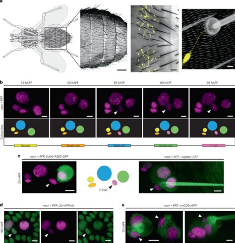 表皮细胞的共选可实现触摸感应 Nature Cell Biology X Mol