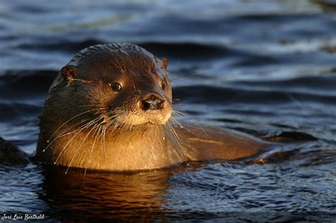 El Huillín Otro Simpático Y Poco Conocido Habitante De La Patagonia