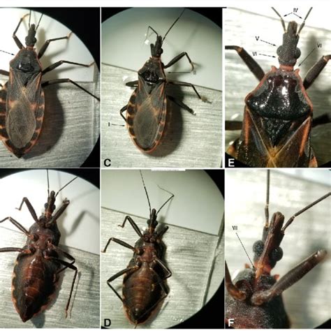 Immunolocalization Of Salivary Allergens Of The Triatomine Bug The