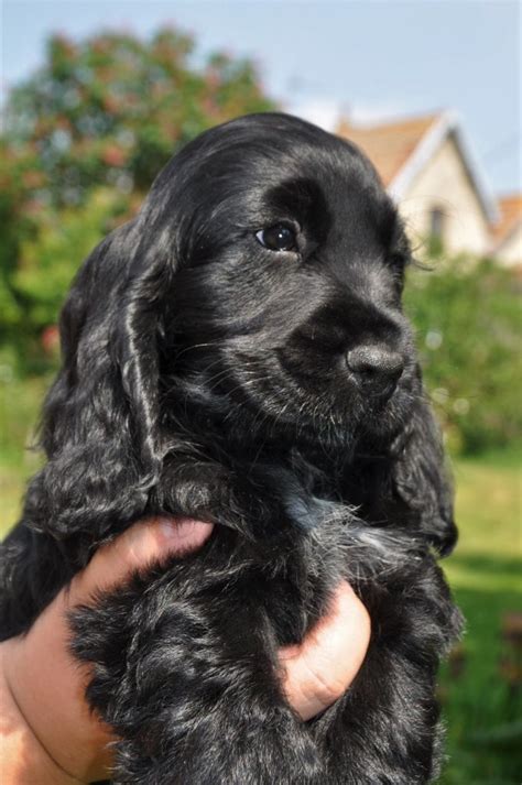 Chiot Elevage Sunset Dhell Eleveur De Chiens Cocker Spaniel Anglais
