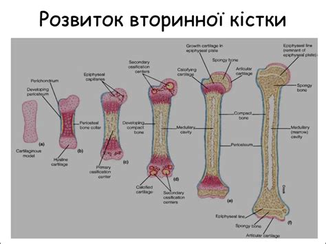 Будова та розвиток скелету презентация онлайн