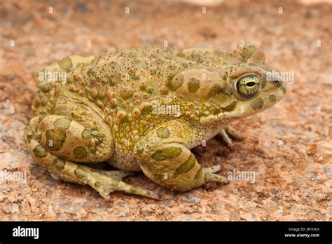 African Green Toad Bufotes Boulengeri Male South West Morocco Stock