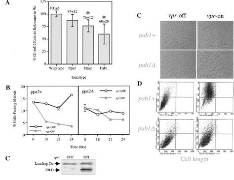 Figure From HIV Vpr Induces Cell Cycle G Arrest In Fission Yeast Schizosaccharomyces Pombe