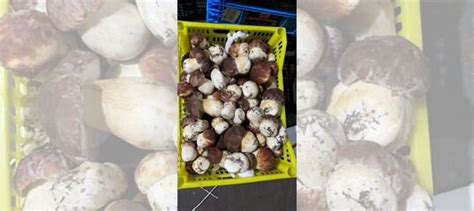 Белые грибы свежие купить в Москве Товары для дома и дачи Авито