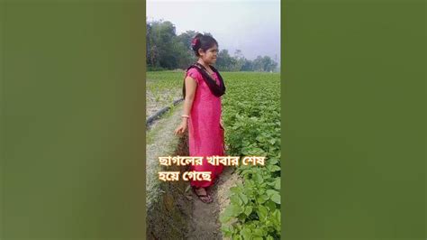 ছাগলের খাবার শেষ হয়ে গেছে Funny Comedyfilms Comedy Sorts Youtube