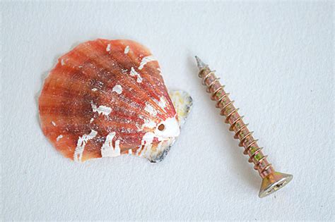 How To Make Your Own Seashell Necklace